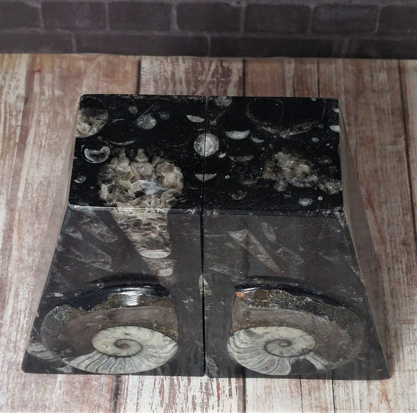 Ammonite & Orthoceras Bookends – Gypsy Gems & Jewelry