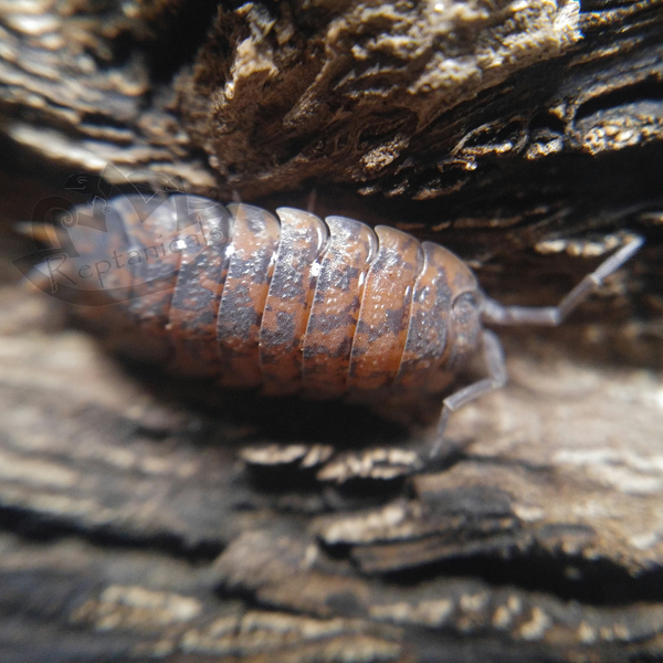 Porcellio scaber Red Calico Isopods - Reptanicals – Gypsy Gems & Jewelry